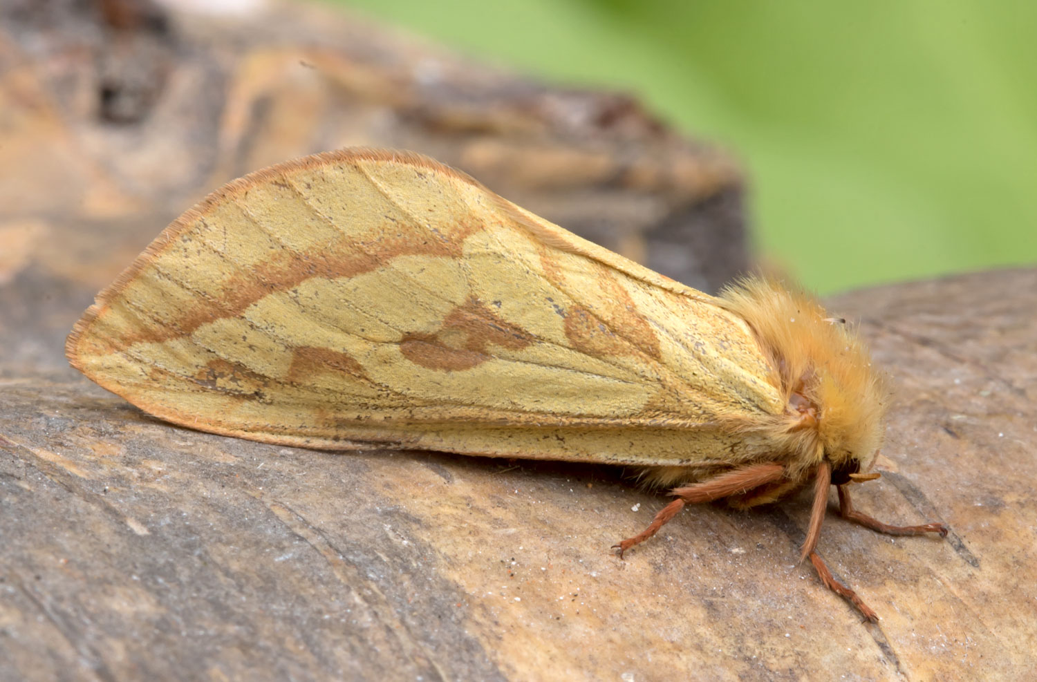 Moths of Boughton-under-Blean