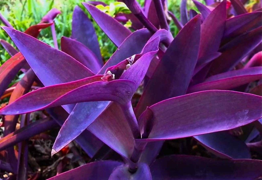 Catálogo Verde: Coração Roxo (Tradescantia pallida)