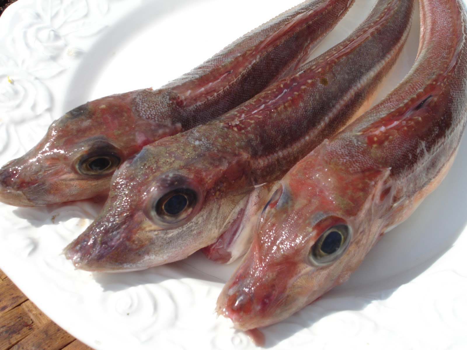 Kochbuch für Max und Moritz: Mittelmeerküche: Knurrhahn en papillote