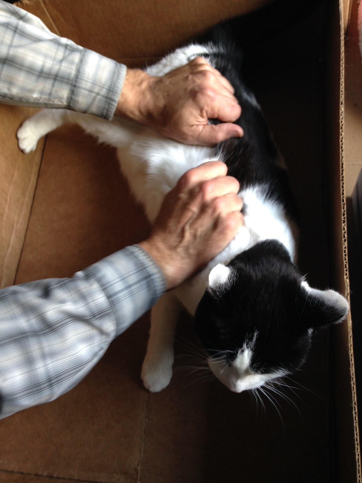 Eastside Cats: Lesson: The Fur Pull