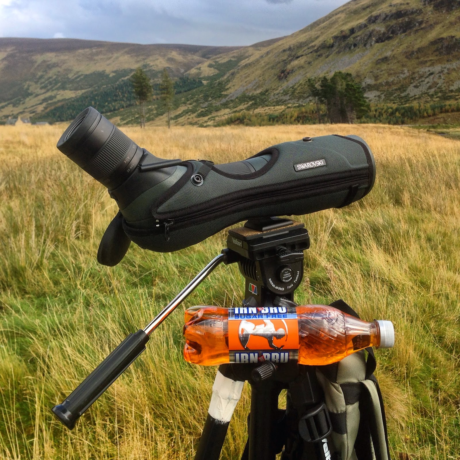 Out4aduck - A record of my birding year: Quest for Golden Eagles at ...