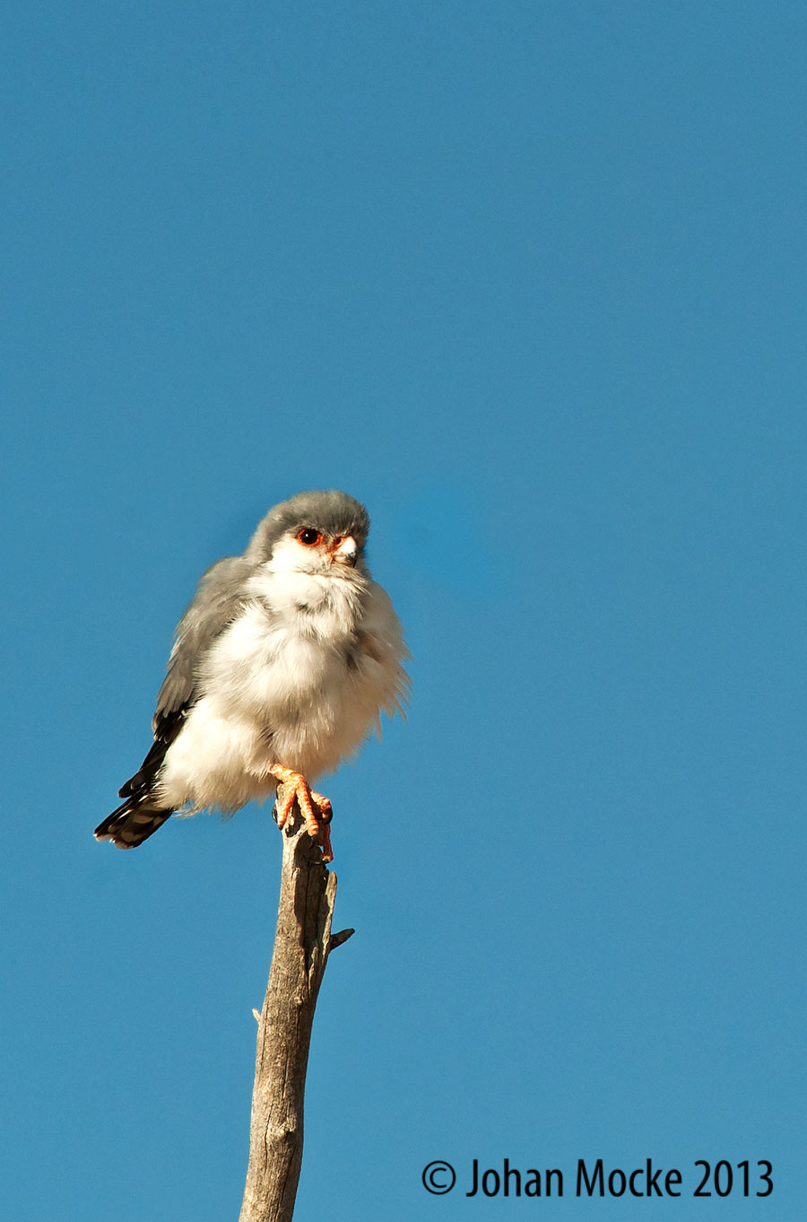 Johan Mocke Photography: Kgalagadi (2) Birds
