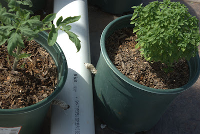 Redwing Farm: A Large Scale Wick Irrigation Experiment