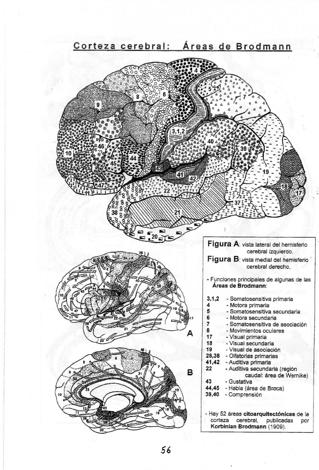 Estudiante de medicina : Apunte de neuroanatomia de Forlizzi Pro