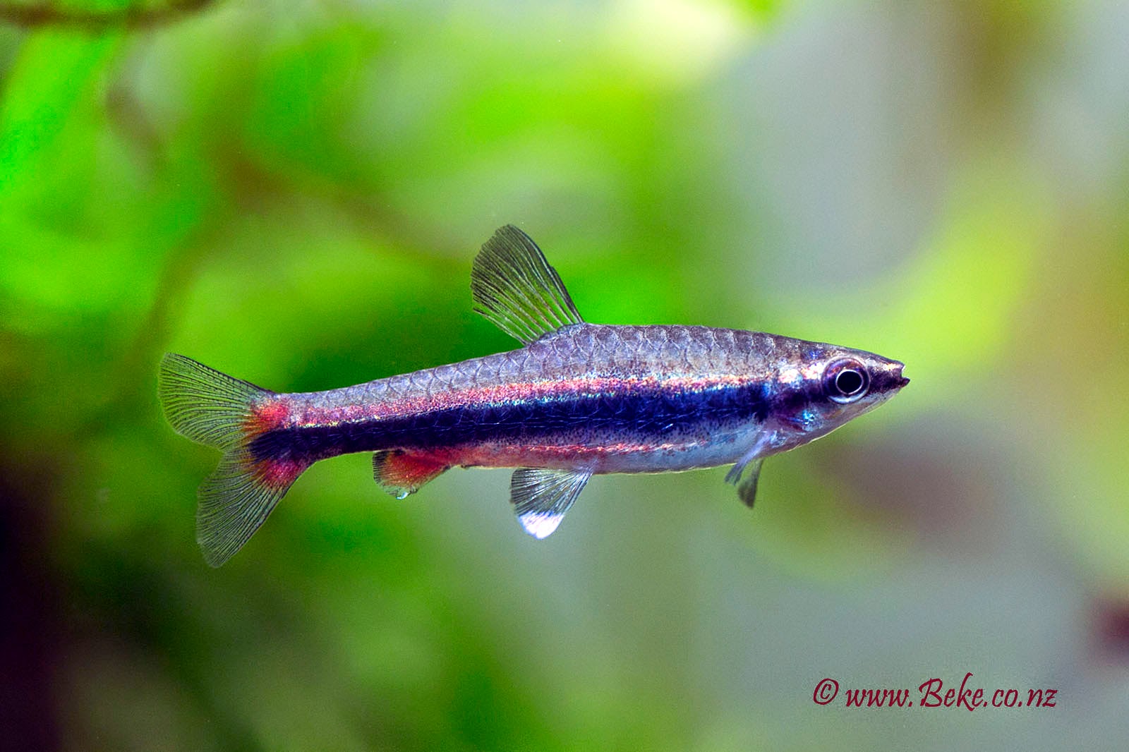 HEADSTANDER FISH photos - wallpapers | the fun bank