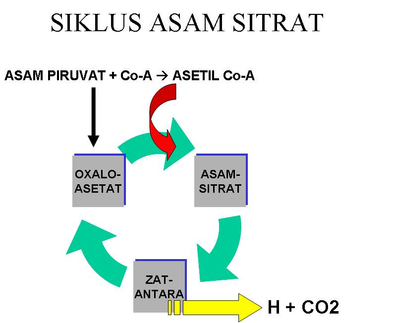 dr. Suparyanto, M.Kes: METABOLISME KARBOHIDRAT