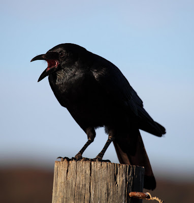 Birds Weekly in the Centralian Advocate: Little Crow