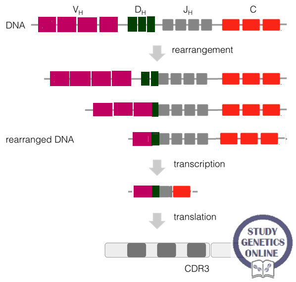 Study Genetics Online: Antibody Diversity is Genetically Determined
