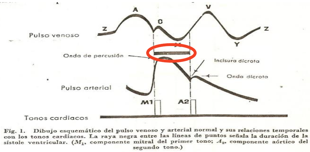 pulso periferico onda cardiologia