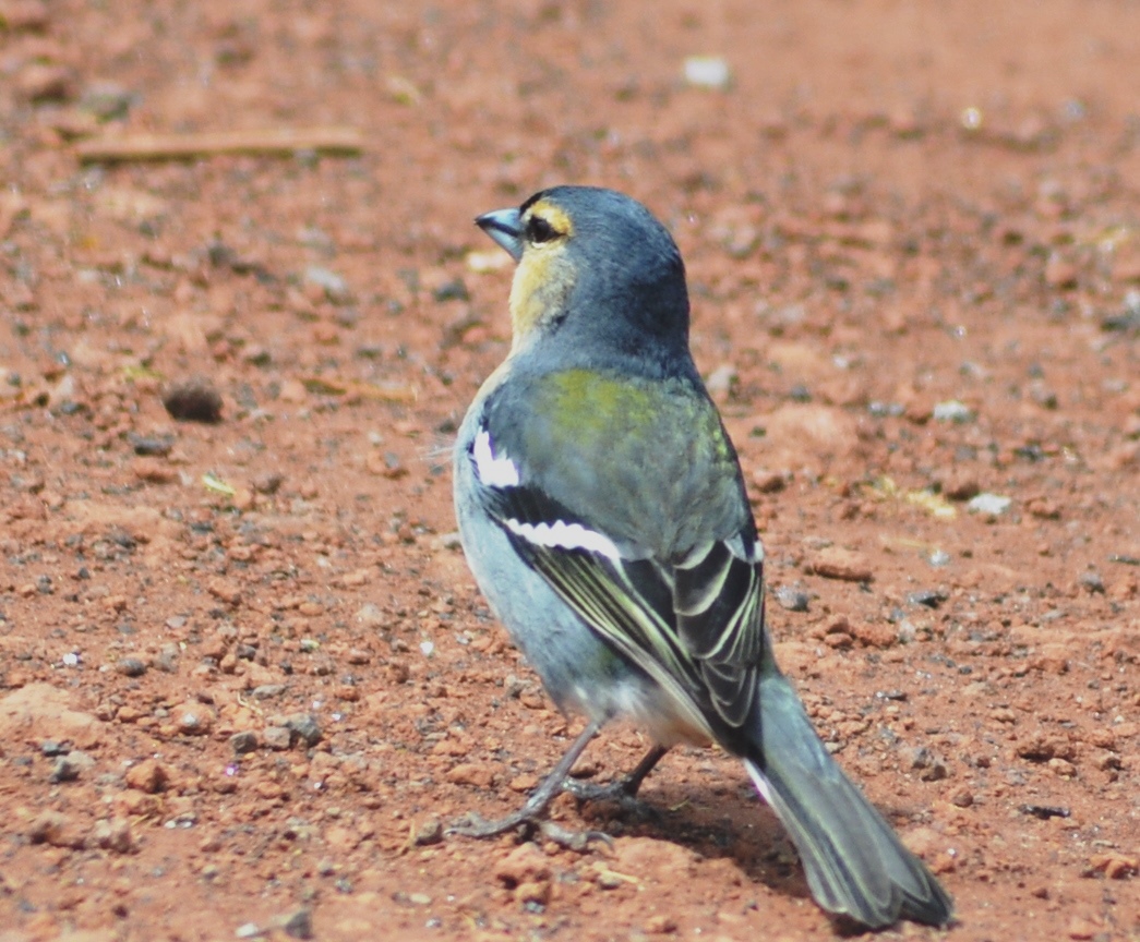 Imagens da vida animal: Tentilhão dos Açores (Fringilla coelebs ...