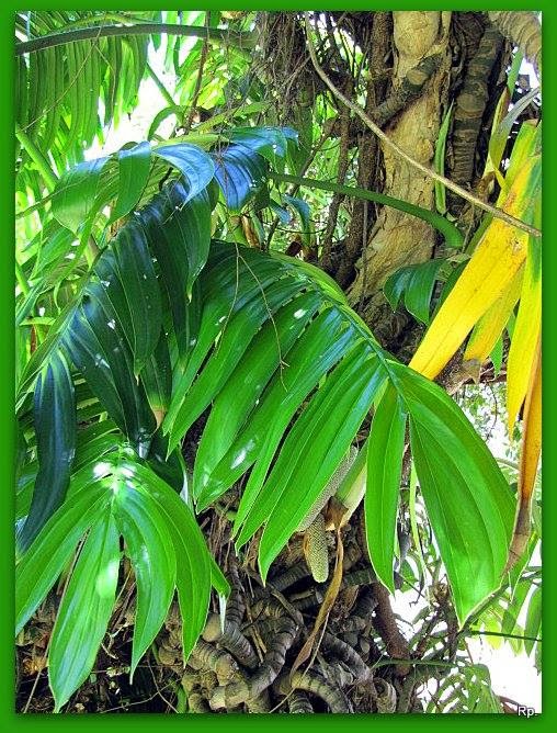 Cultura Guaraní: Filodendro paraguayo, "Güembé"
