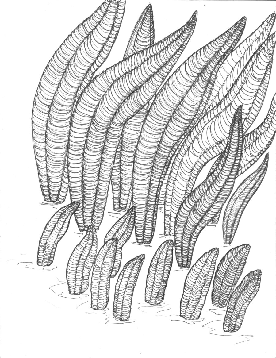 BLU: Pteridinium ( antenati )