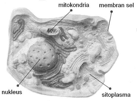Sains 1 2 3: Bagaimana sel berfungsi?