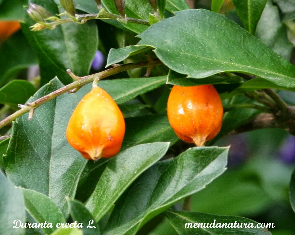 El Jardí de Menuda Natura: Duranta