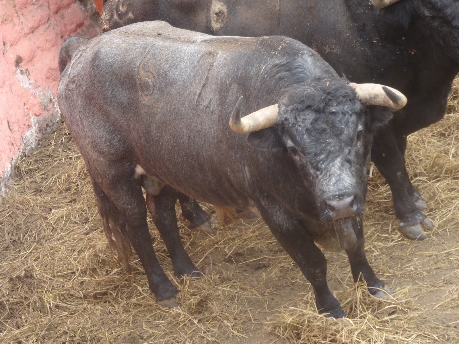 PANORAMA TAURINO DEL PERÚ: IMÁGENES DE TOROS DE LA QUINTA PARA ACHO