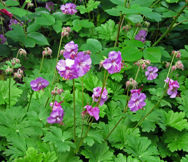 Gatsbys Gardens: Around The Garden