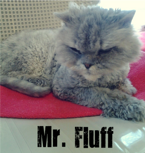 The Shelter Girl: Mr. Fluff the Persian