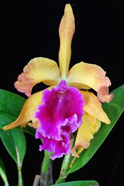 Cattleya hybrid Orchid... | Dreaming Gardens pub