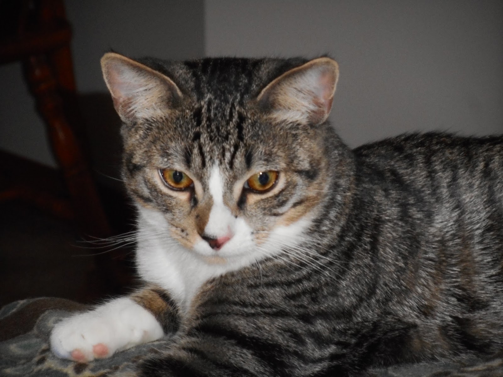 Cats, Roses...and Books!: Christmas Legend--Why Tabby #Cats Have An "M ...