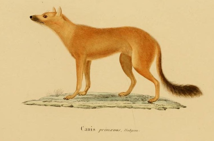 Abe's Animals: 2 pictures of extinct canids that on the bottom, it says ...