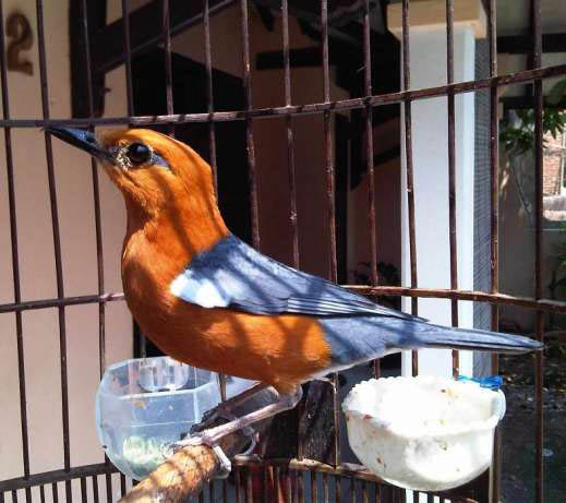 Perawatan anis merah untuk lomba | Burung Muda BeNG