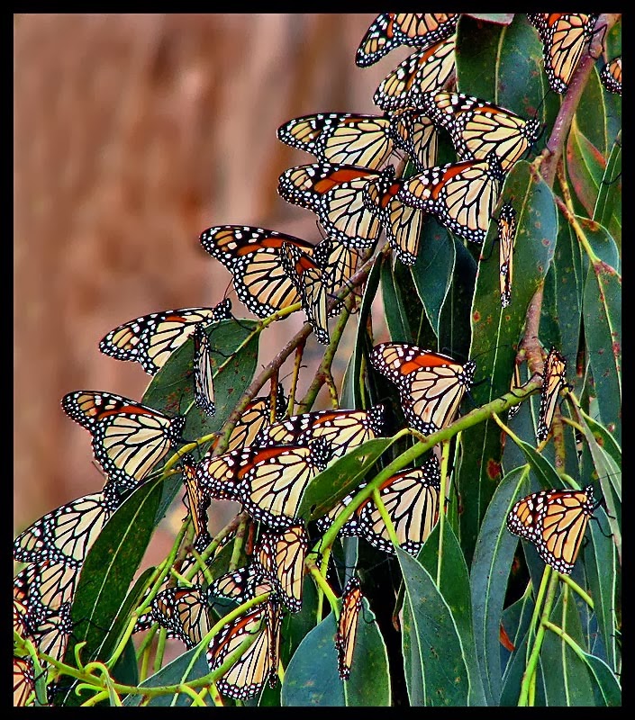 PENGAJARAN DARIPADA ALAM: RAMA RAMA