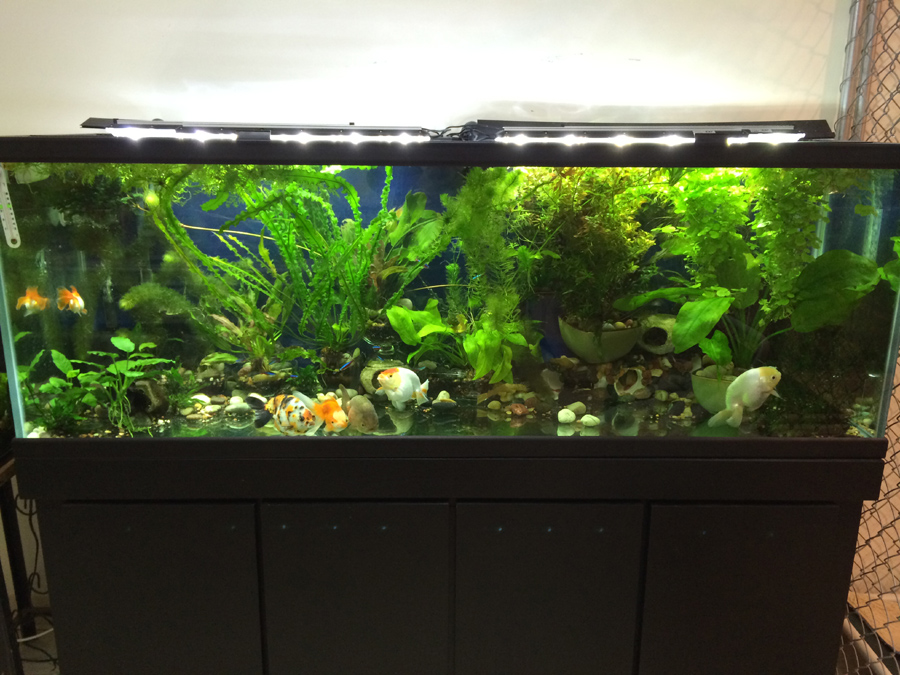 Fish info: Driven Lighting Advances in the Aquarium Industry