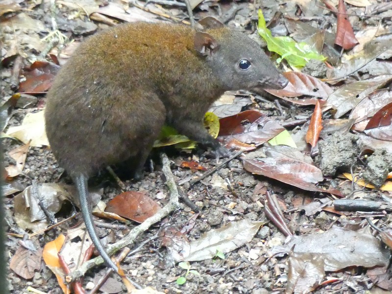 Ian Fraser, talking naturally: February 2019