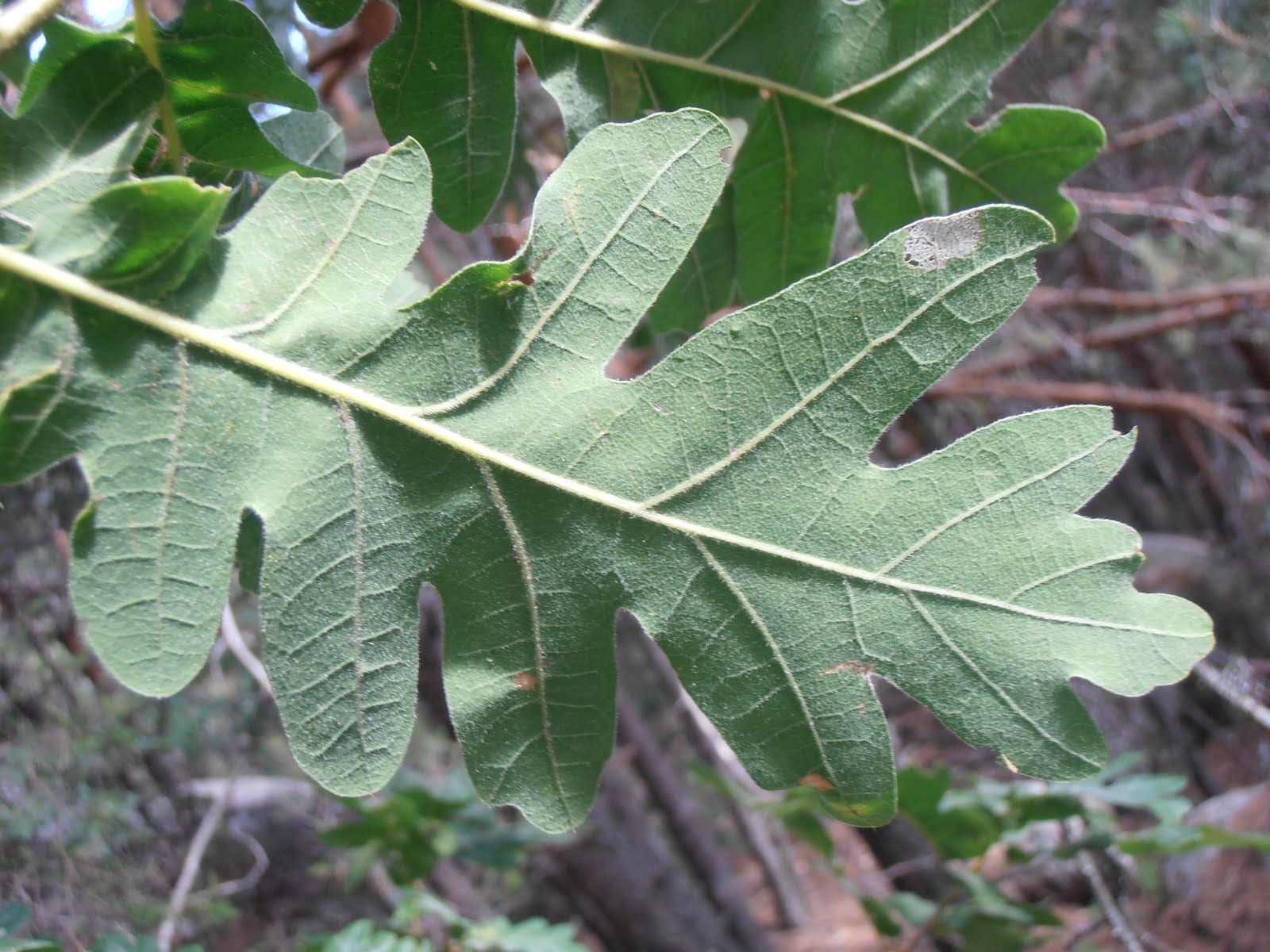 Entre plantas y bichos: Quercus pyrenaica (melojo, rebollo)