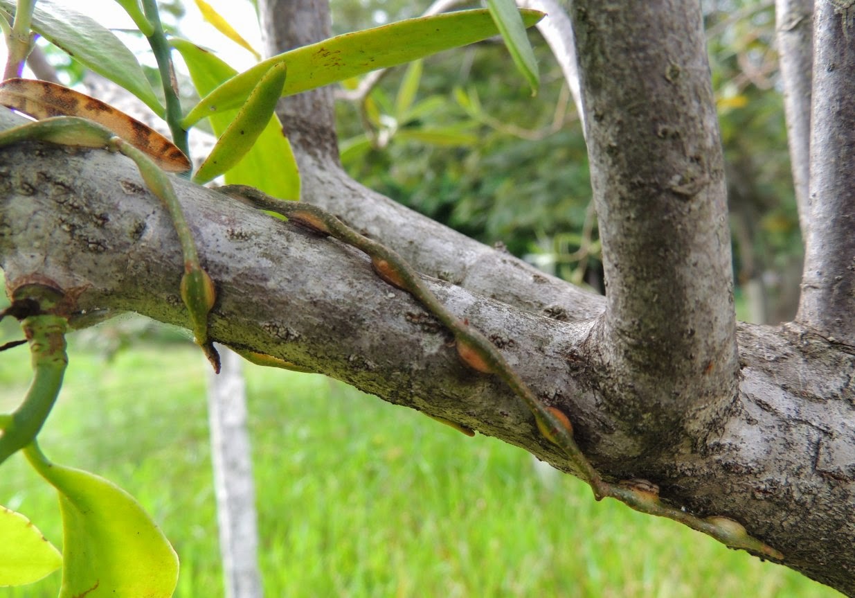 Fitopatologia e fisiologia vegetal