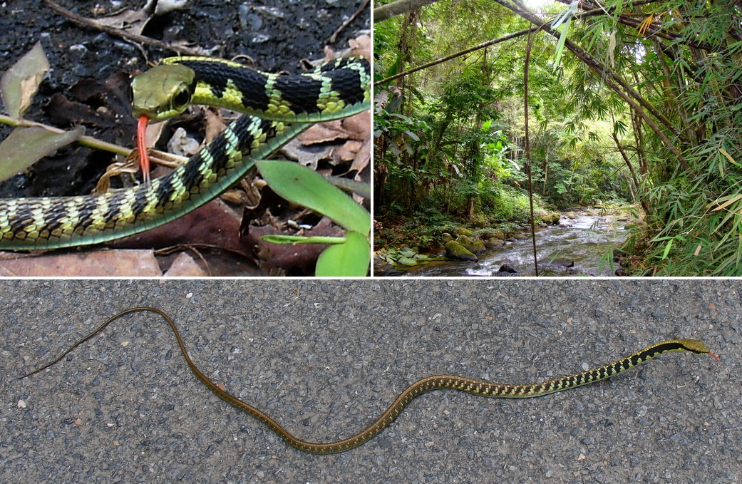 Species New to Science: [Herpetology • 2012] Dendrelaphis nigroserratus ...