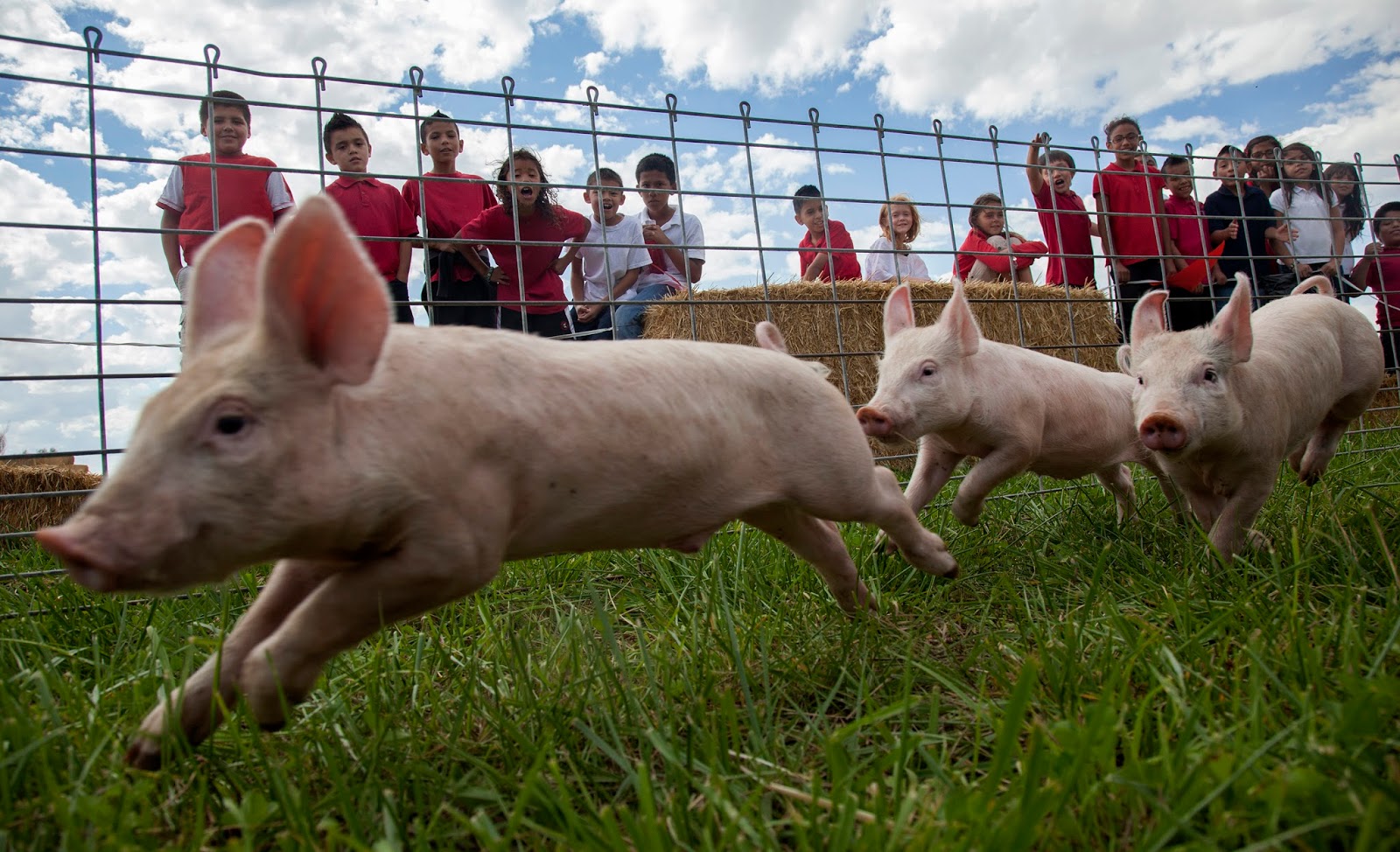 Benjamin Zack Photography: Baby Pig Races