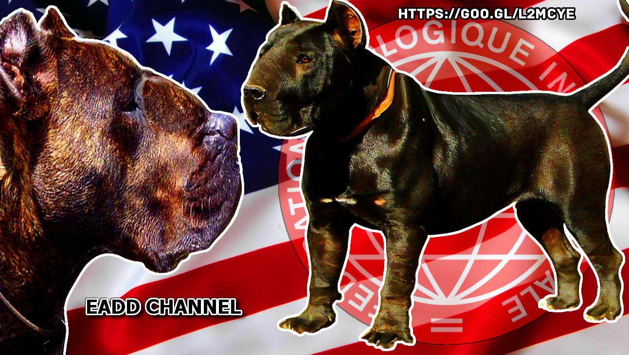 EADD TV / VIDEO CHANNEL: MOLOSO PRESA MAYO - Toda La Verdad Acerca De ...