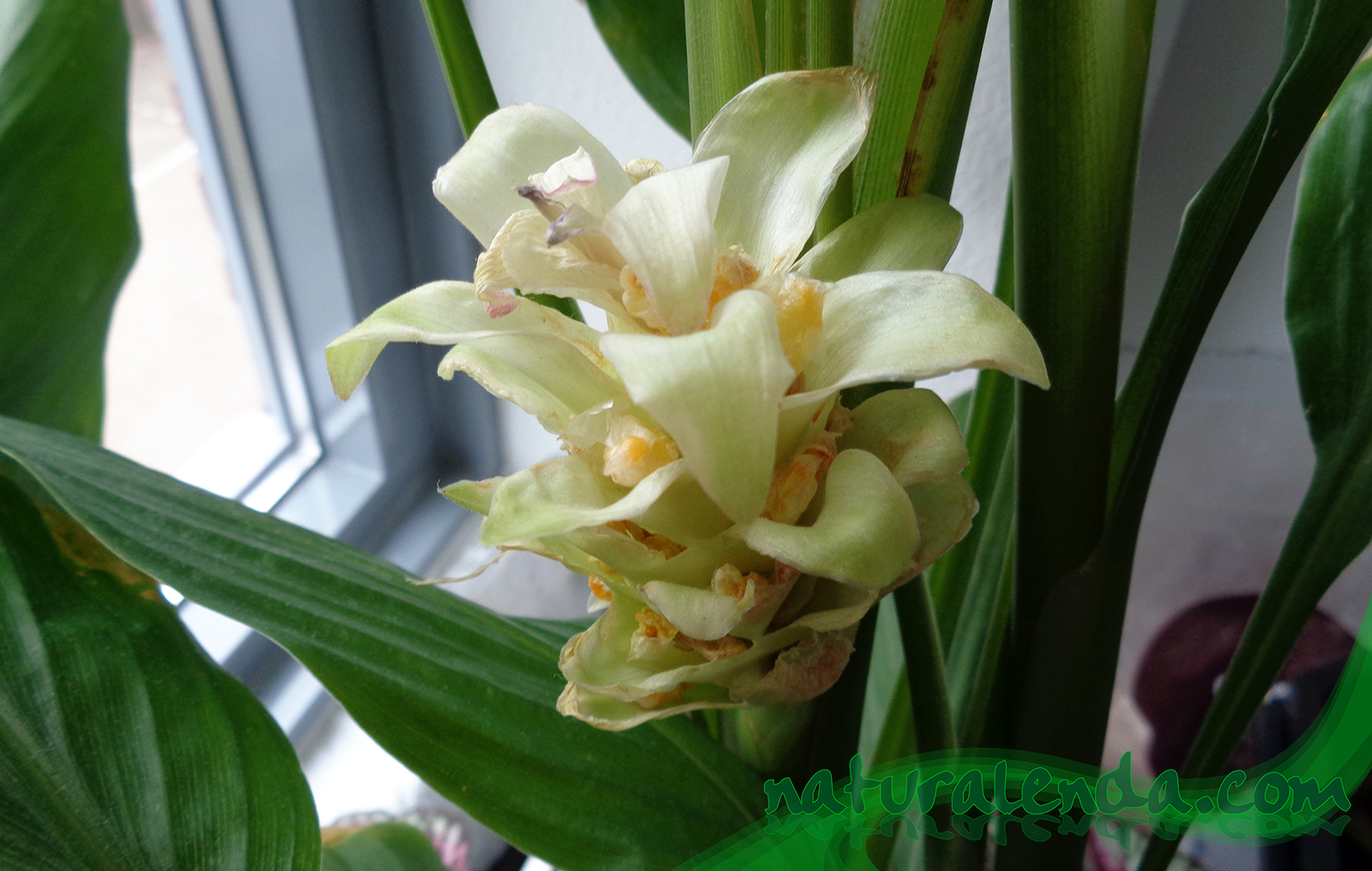 La naturaleza en casa: Flor de jengibre