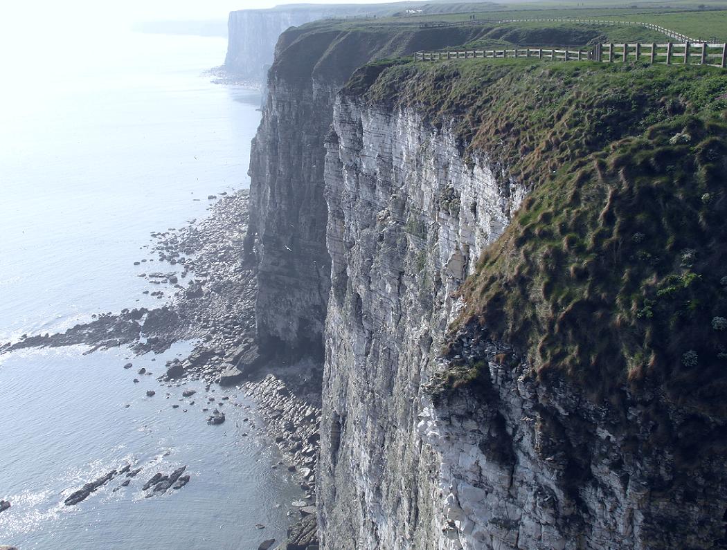 Dannysbirds: Bempton Cliffs Puffins
