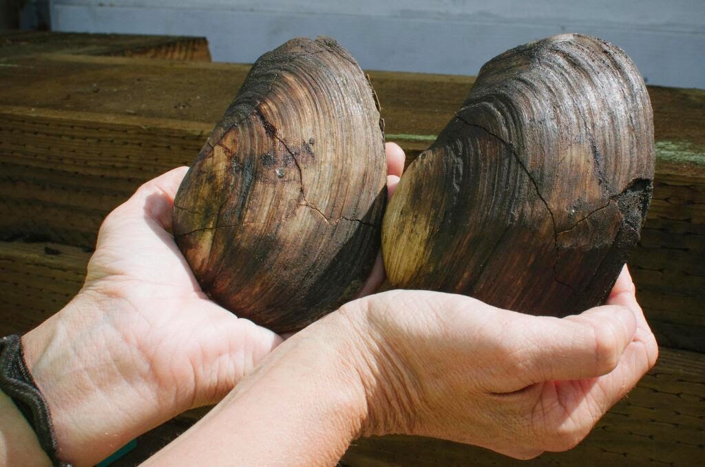 From the Caer: Gooey Ducks