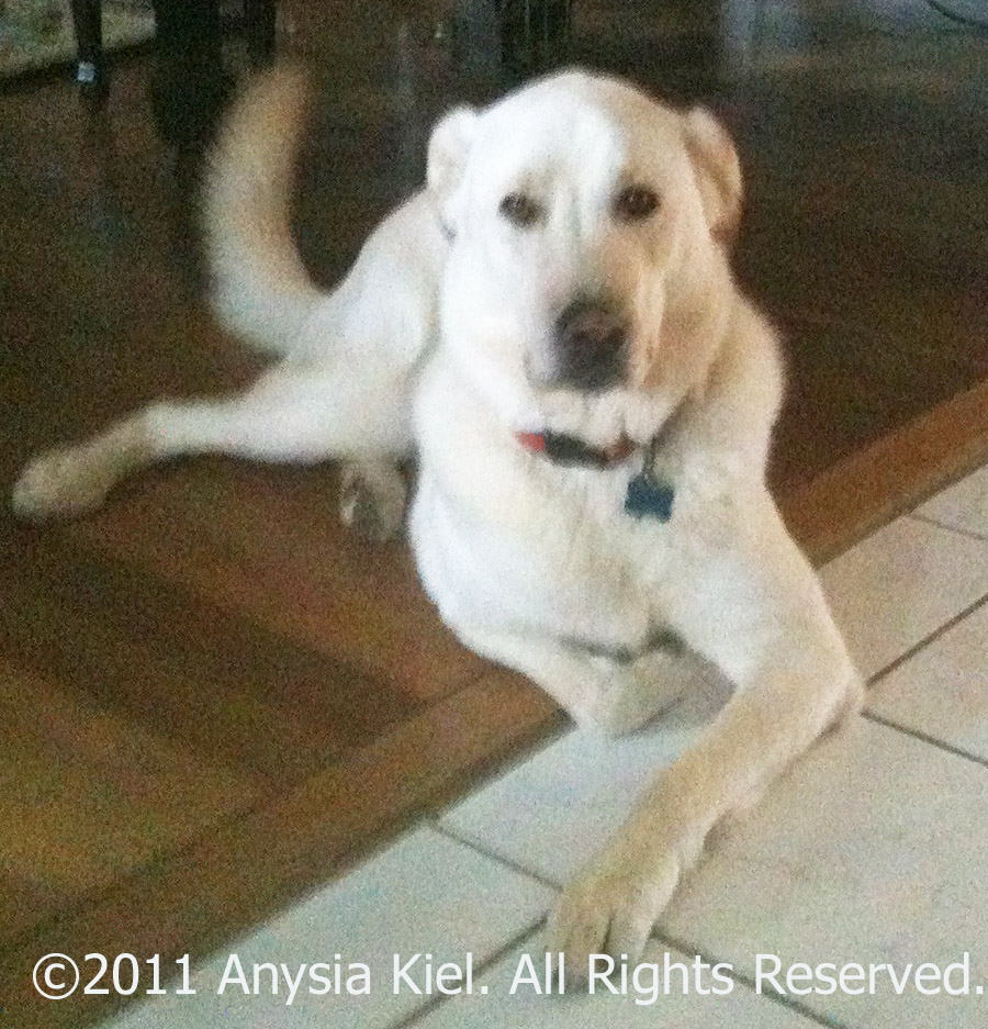 Can Pets See Spirits? | Anysiakiel.com