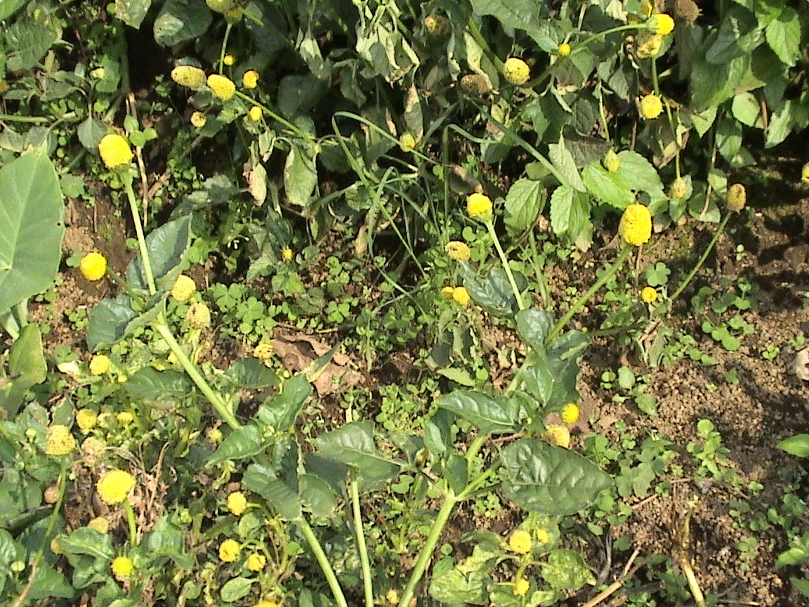 Endah Murniyati's Journey: LEGETAN