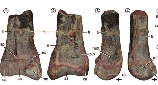 EL JOVE PALEONTÒLEG: de gener 2018