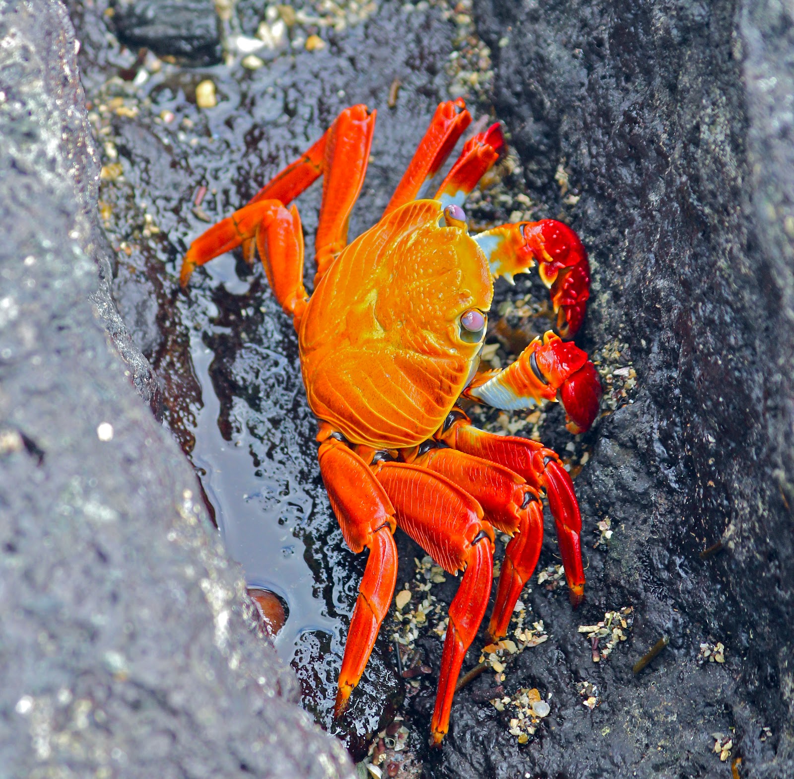 Nature Photography: Galapagos Crabs