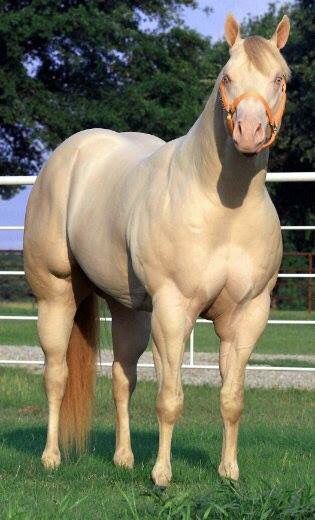 Cavalo | Equus ferus caballus