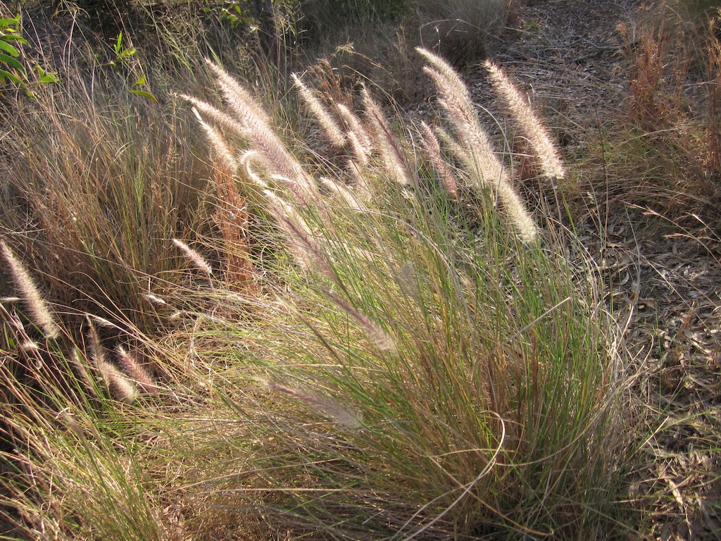 Tom and Anne's Garden: Foxtail Grass