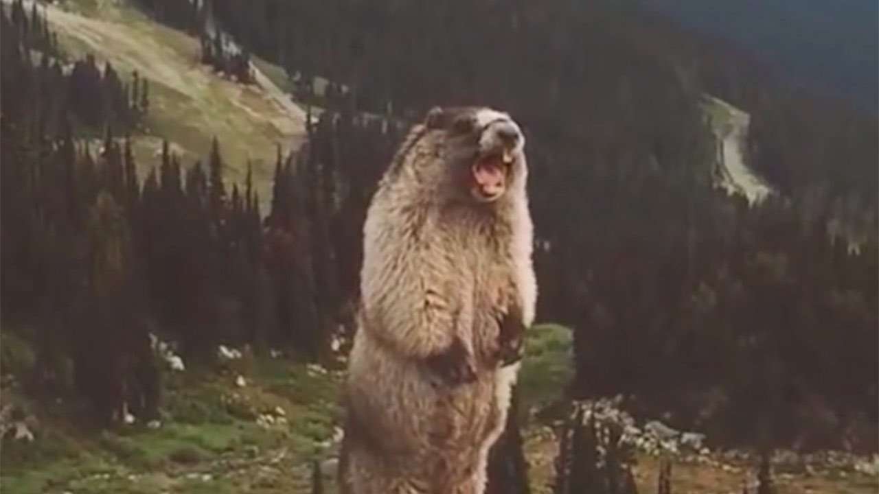 Skunkfeathers: Edit Of The Screaming Marmot