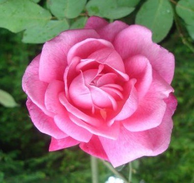 Arti,Manfaat,Khasiat, Bunga Mawar Putih - Rumah Daun Muda