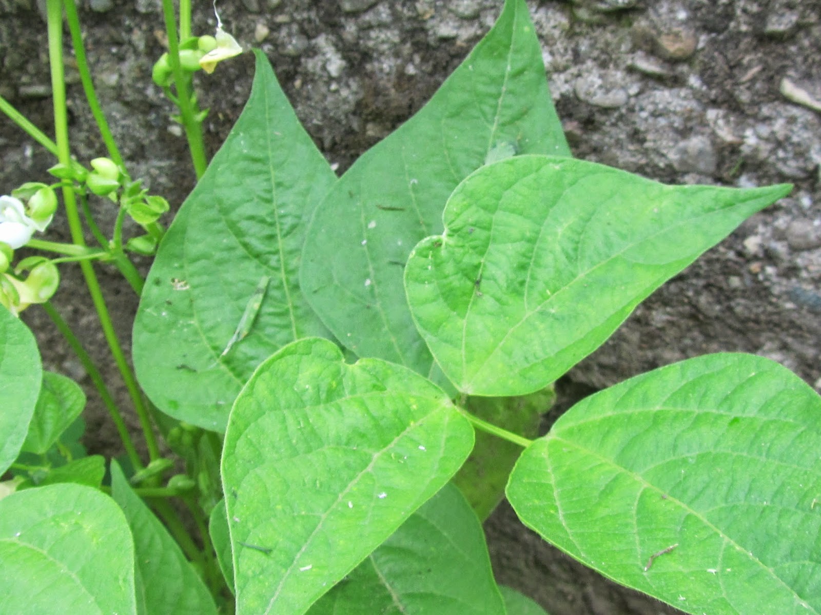 Come Piantare Fagioli e Fagiolini (Phaseolus vulgaris) | Il Gusto Della ...