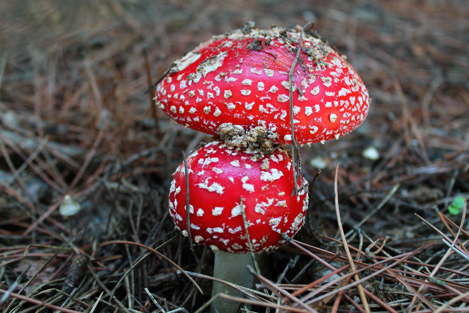 La Biosfera Que Nos Rodea: Hongos por Villafáfila