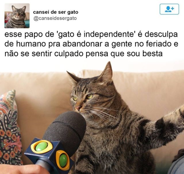 Os 12 Melhores Memes "Daquele Gato" ~ ZapZap da Zoeira