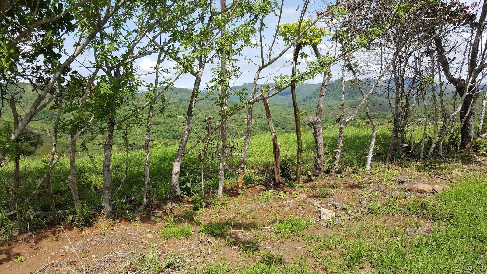 The Hughes' mission to Panama: Mangoes!!! Fences and Laundry too