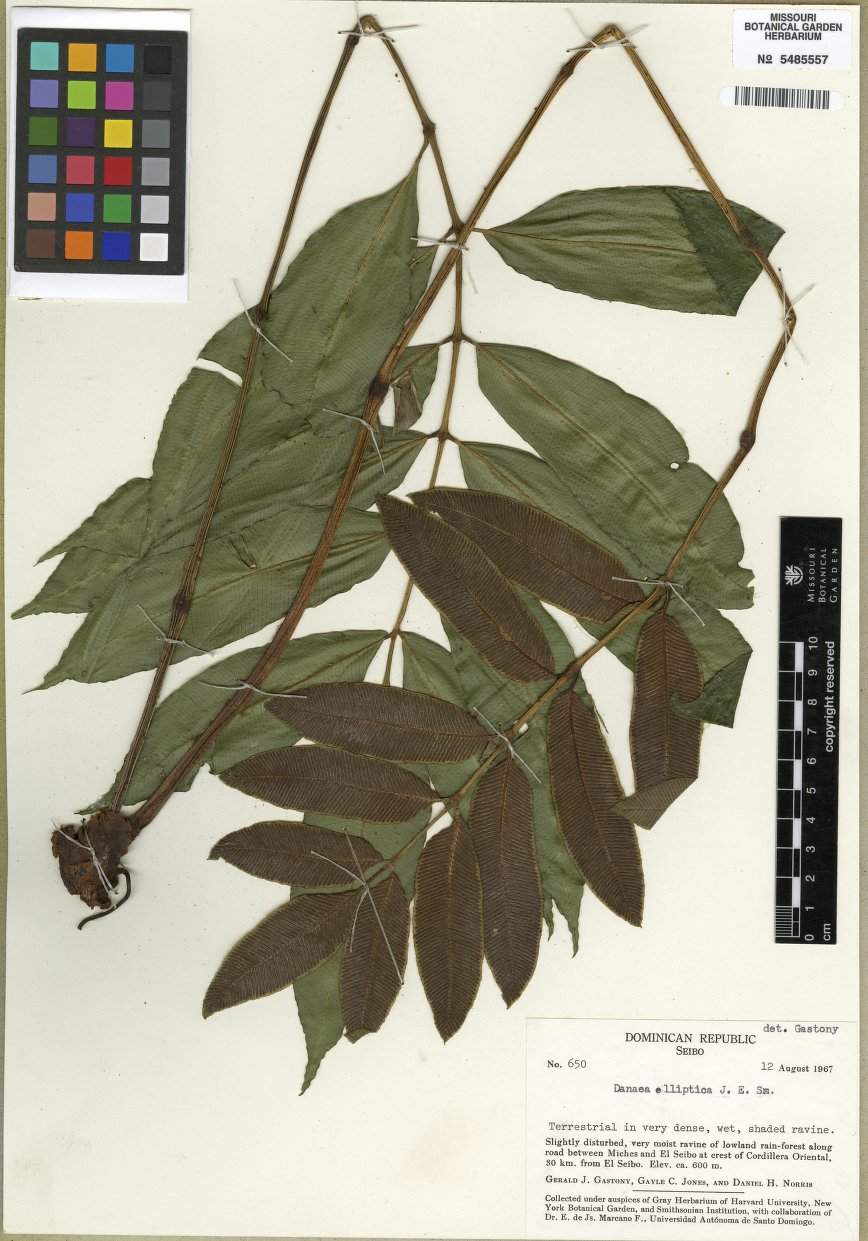 Flora de Puerto Rico Ilustrada Papo Vives: FERN MARATTIACEAE DANAEA ...