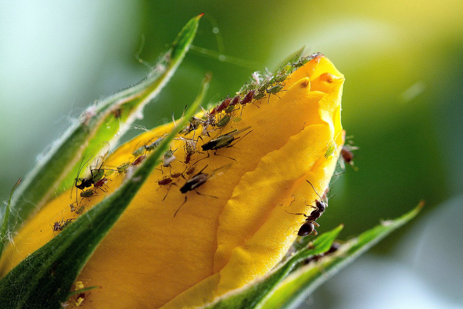 INSECTES et cetera ...: Le Puceron et la Fourmi